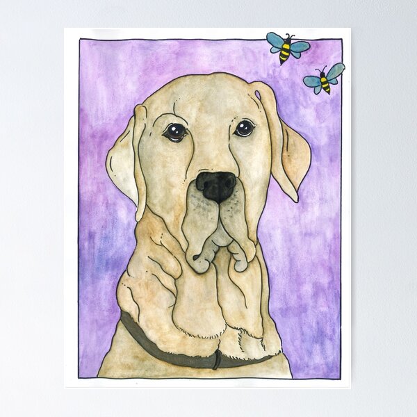 "Grey Labrador Portrait" Poster for Sale by Blue Tangerine By Piper ...