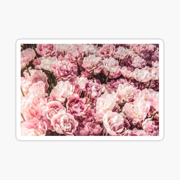 "Carnation" Sticker for Sale by SofieElliane | Redbubble