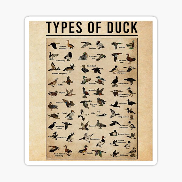 "Duck Hunting Knowledge types of duck" Sticker for Sale by JornBenz ...