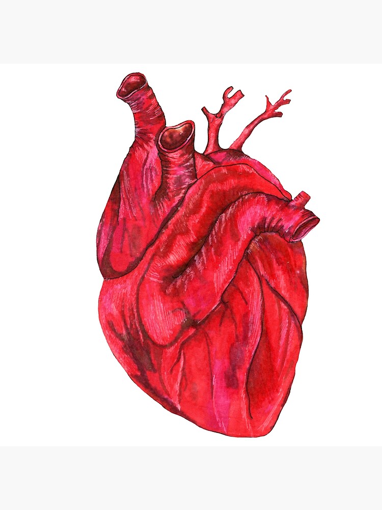 Póster «Corazón anatómico humano, ilustración vectorial dibujada a mano ...