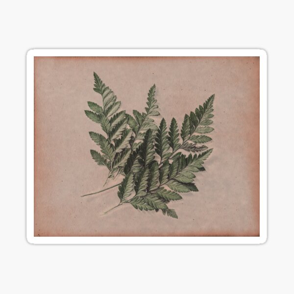 "Vintage Ferns Art - Fern Photo" Sticker for Sale by BranchAndFruits ...