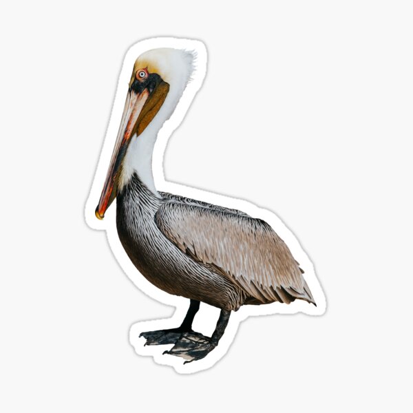 "Realistic Pelican" Sticker for Sale by CritterSticker | Redbubble