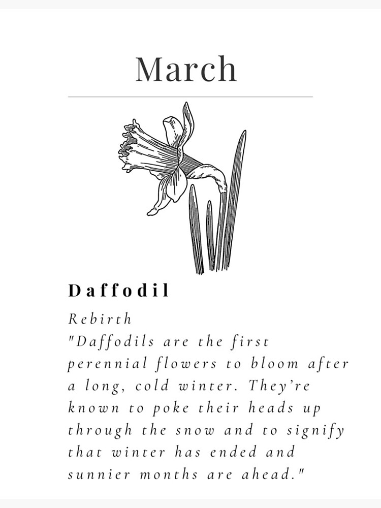 "Minimalistic Birth flower March Daffodil flower meaning Rebirth ...
