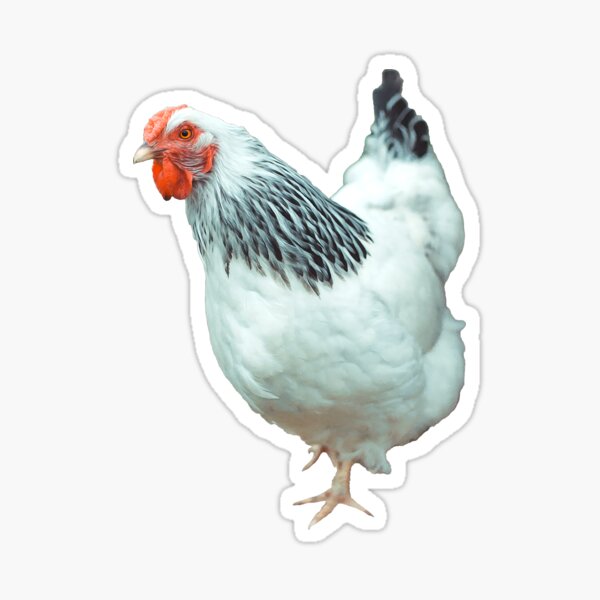 "White Hen Chicken" Sticker for Sale by CritterSticker | Redbubble