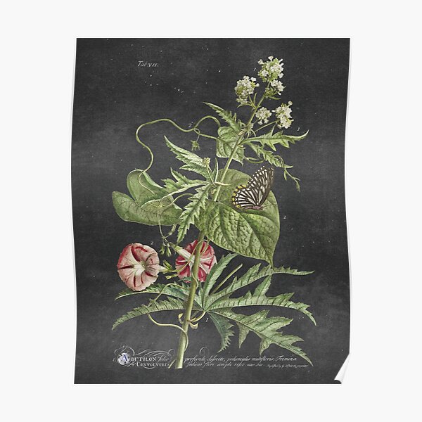 "Dark Vintage Botanical Floral #4 Black Flowers Butterfly " Poster for ...