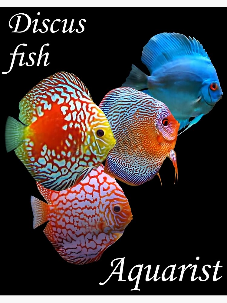 "DISCUS FISH AQUARIST" Poster for Sale by Keith Jackson | Redbubble
