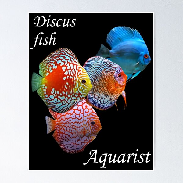 "DISCUS FISH AQUARIST" Poster for Sale by Keith Jackson | Redbubble