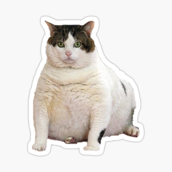 "Fat Cat" Sticker for Sale by ZanderZander | Redbubble