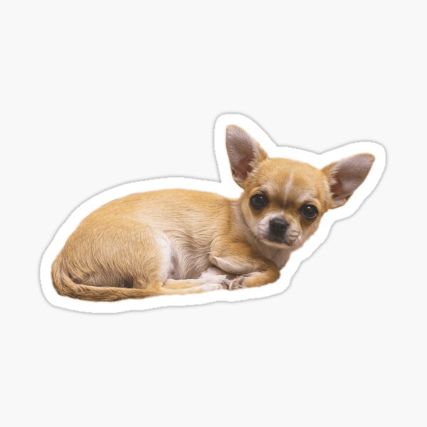 "Chihuahua" Sticker for Sale by CritterSticker | Redbubble