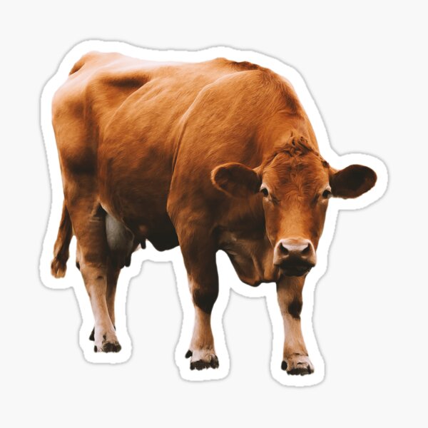 "Realistic Cow Image" Sticker for Sale by CritterSticker | Redbubble