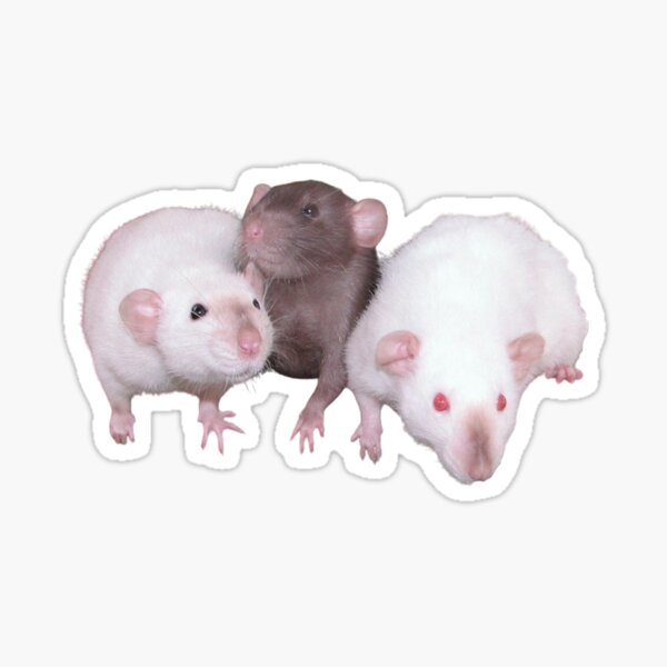 "Rat Pack" Sticker for Sale by Demarcat | Redbubble