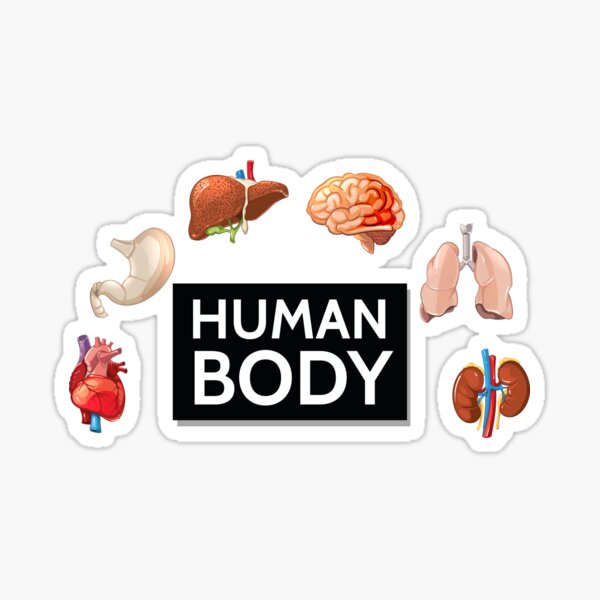 "human body - educational organ" Sticker for Sale by Ghitano | Redbubble