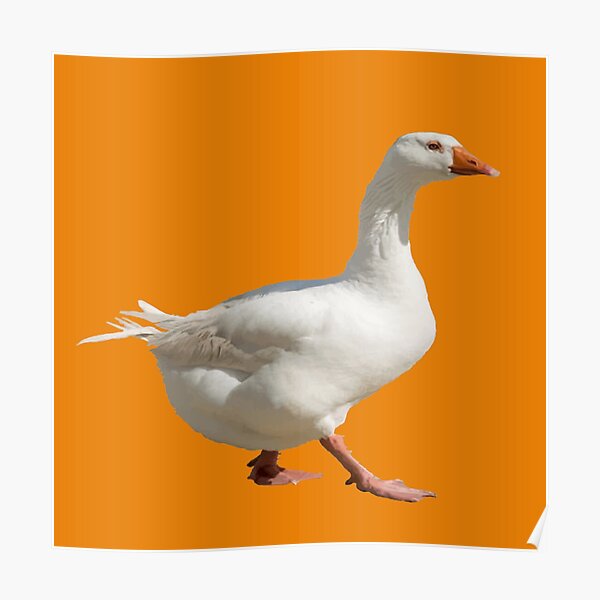 "The Effortless Duck Walking Forward" Poster by taiche | Redbubble