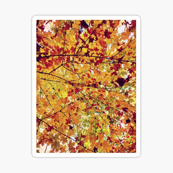 "Autumn Tree Canopy, Golden Yellow Leaves " Sticker for Sale by ...