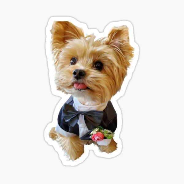 "Stuntman mike dog design" Sticker for Sale by 2classic | Redbubble