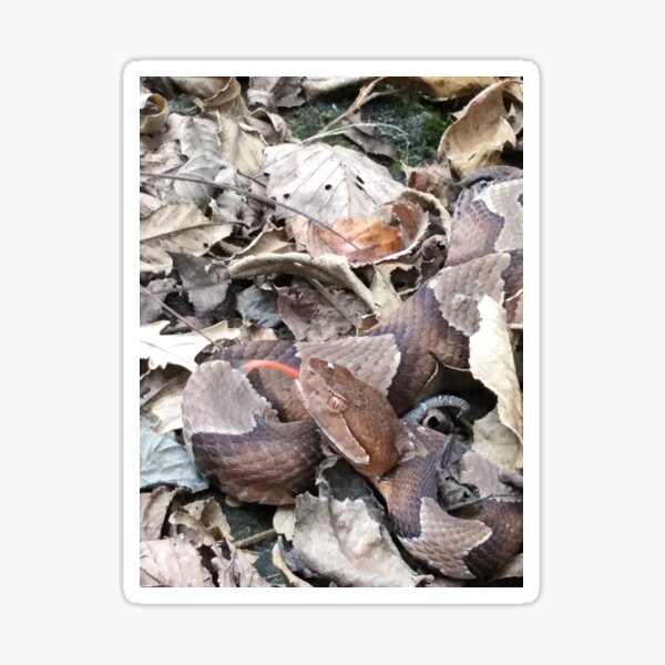 Copperhead Merch & Gifts for Sale | Redbubble