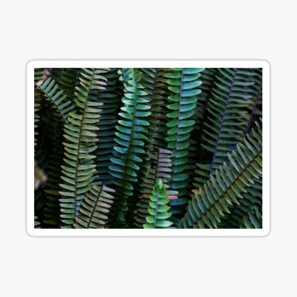 "Bush Leaves Close-up" Sticker for Sale by Dinasworld | Redbubble