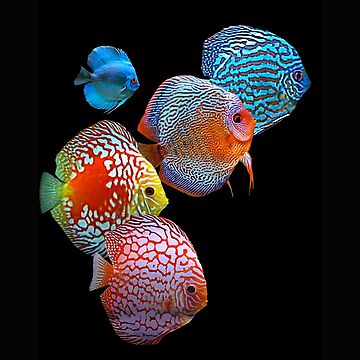 "DISCUS FISH" Samsung Galaxy Phone Case for Sale by Keith Jackson ...