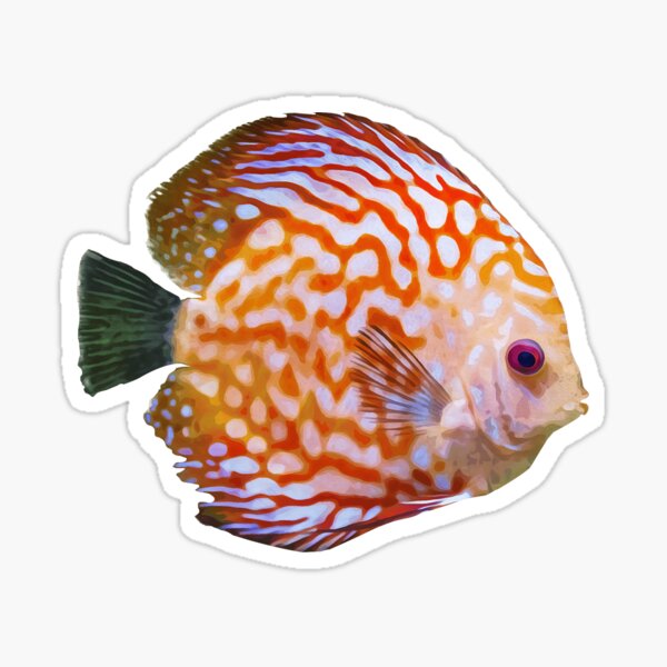 "Discus Fish" Sticker for Sale by CritterSticker | Redbubble