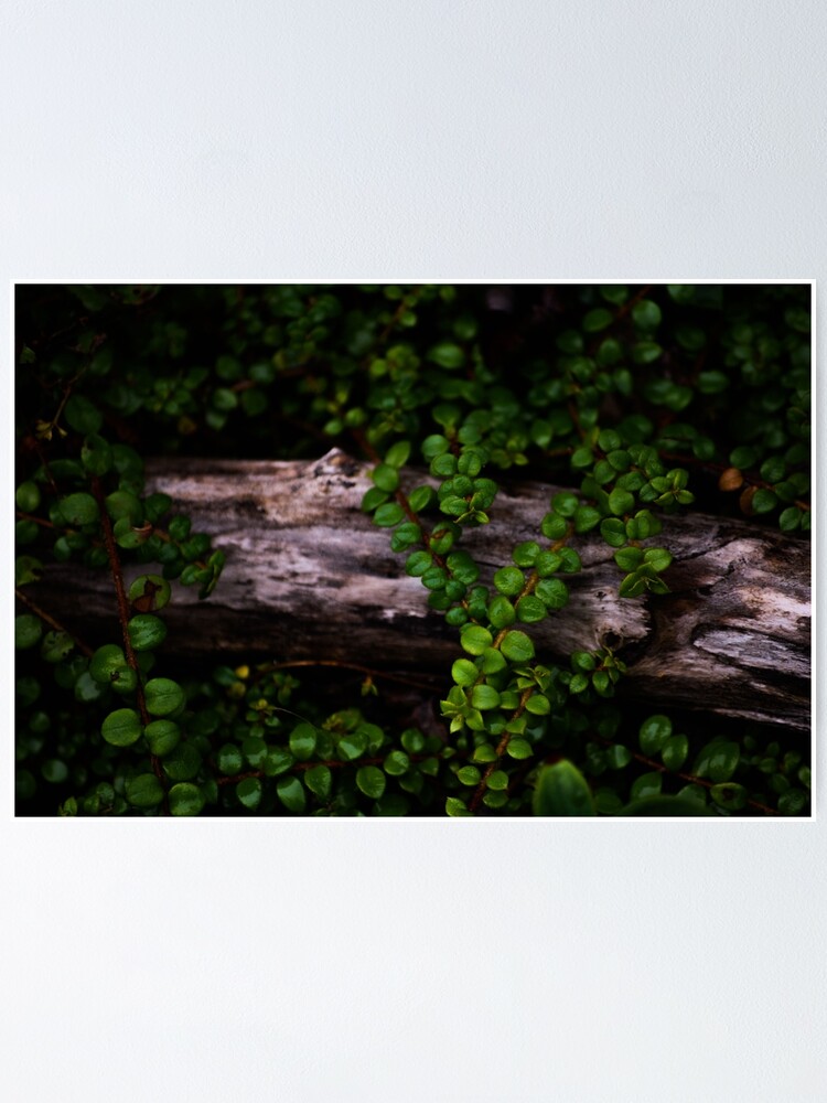 "Stunning vines" Poster for Sale by Too-D-Tara | Redbubble