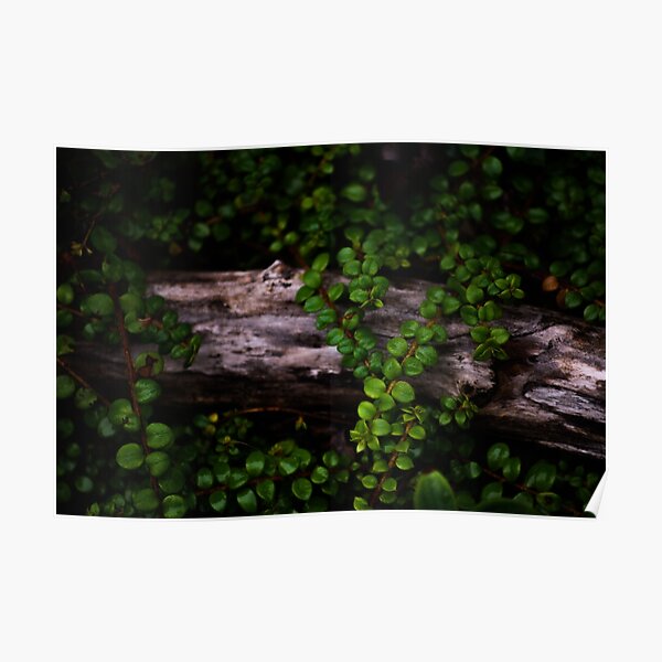 "Stunning vines" Poster for Sale by Too-D-Tara | Redbubble