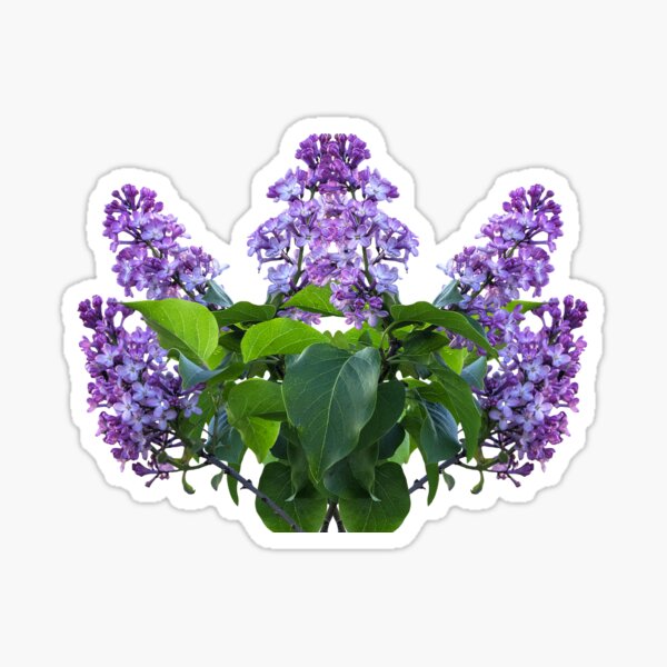 "Lilac " Sticker by KnMproducst | Redbubble