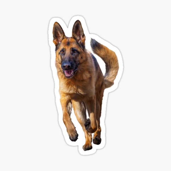 "German Shepherd Dog Running" Sticker for Sale by CritterSticker ...