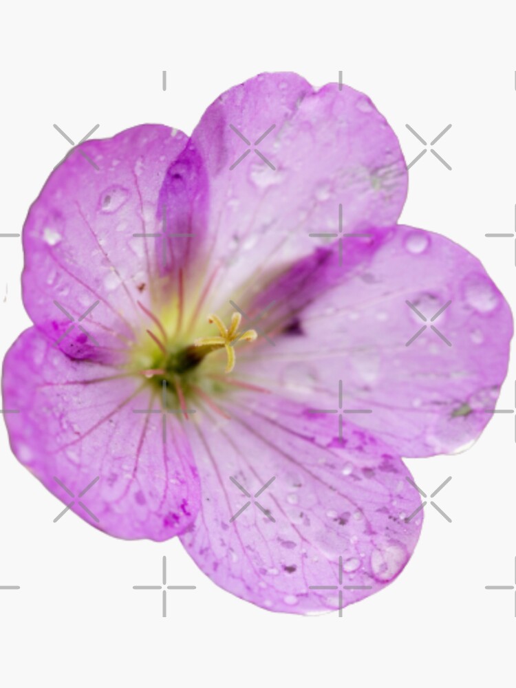 "Wild Geranium flower" Sticker for Sale by NASHZA | Redbubble
