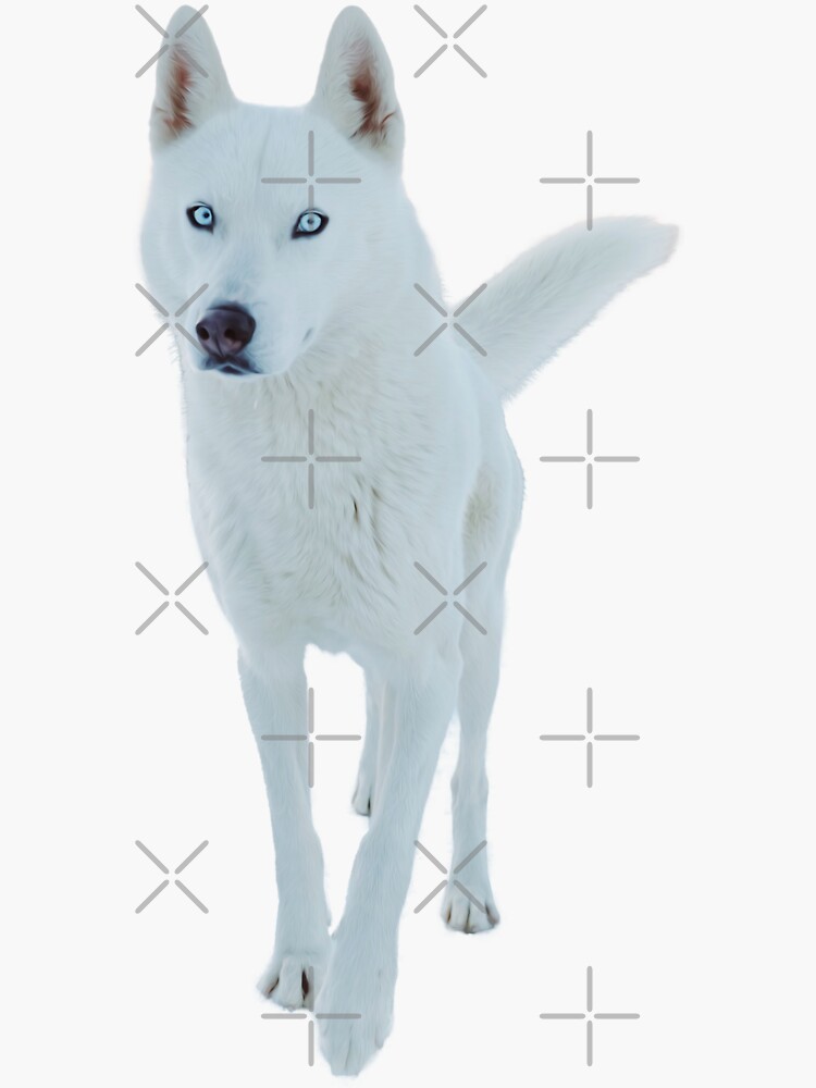 "White Slim Husky" Sticker for Sale by CritterSticker | Redbubble