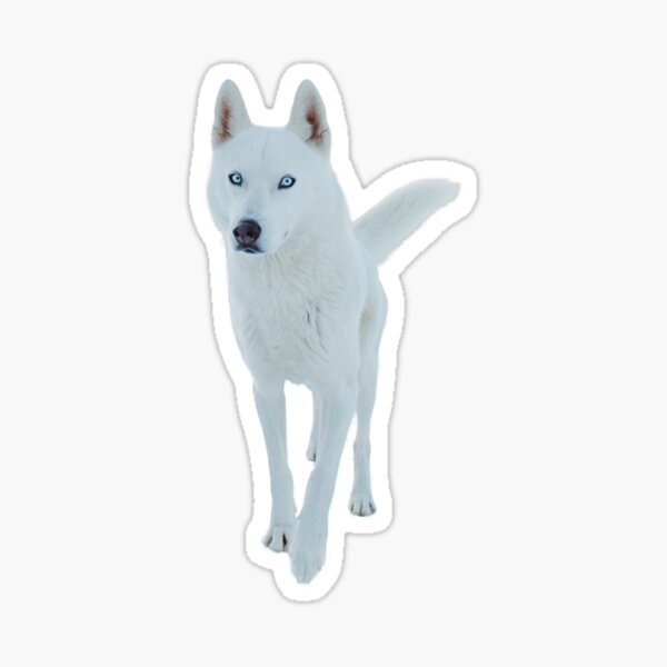 "White Slim Husky" Sticker for Sale by CritterSticker | Redbubble