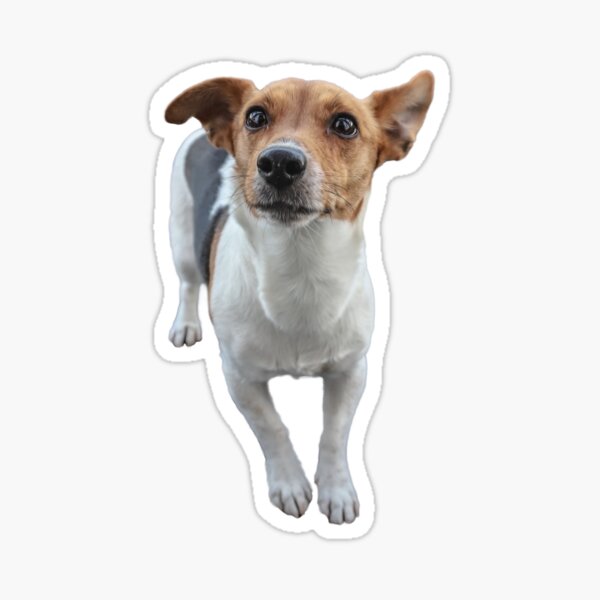 "Jack Russell Terrier" Sticker for Sale by CritterSticker | Redbubble