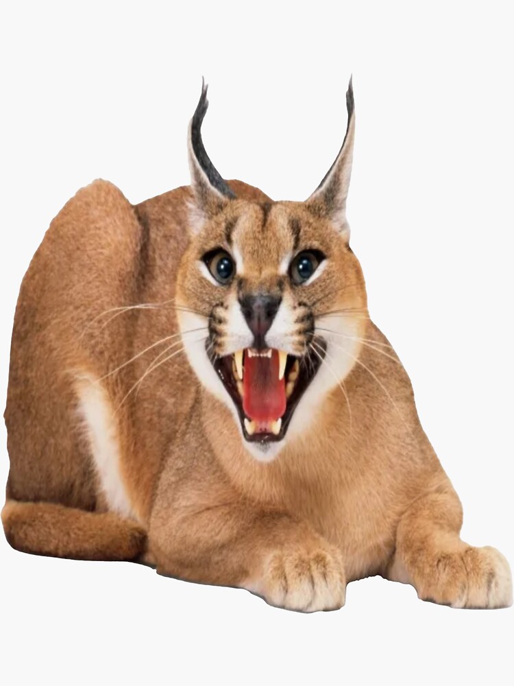 Pegatina «floppa enojado caracal» de mzusa | Redbubble
