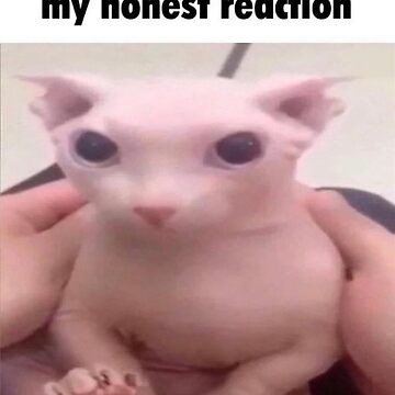 "My Honest Reaction Bingus" Sticker for Sale by Shirtmill | Redbubble