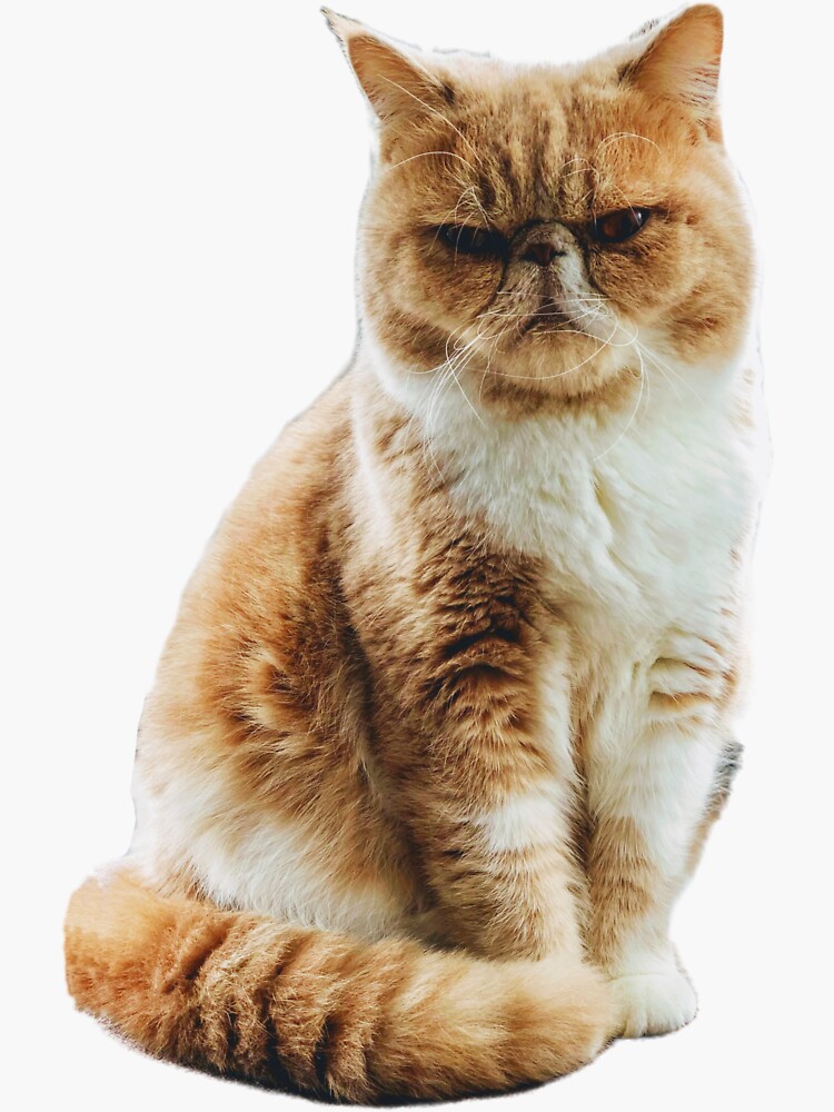 "Grumpy cat" Sticker for Sale by frdah | Redbubble