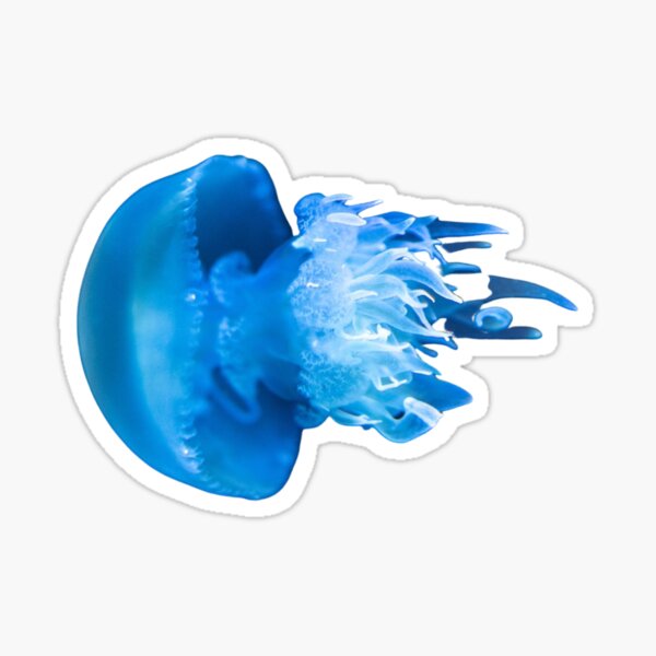 "blue jellyfish transparent " Sticker for Sale by Wanskert | Redbubble