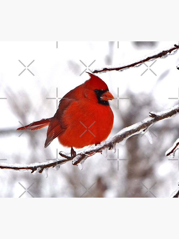 "Male Cardinal in Ice Storm 2022" Sticker for Sale by Ethan1012 | Redbubble