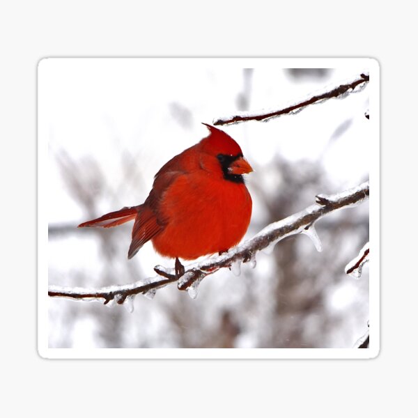 "Male Cardinal in Ice Storm 2022" Sticker for Sale by Ethan1012 | Redbubble