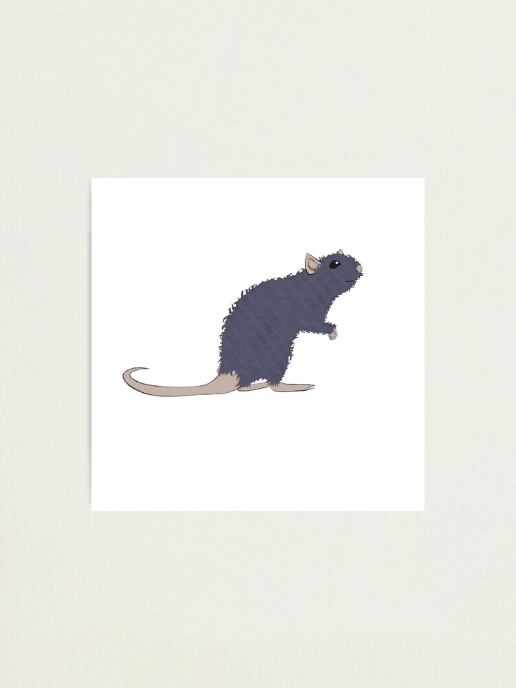 "Russian blue Rex rat" Photographic Print for Sale by RatRancid | Redbubble