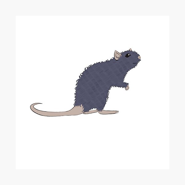 "Russian blue Rex rat" Photographic Print for Sale by RatRancid | Redbubble
