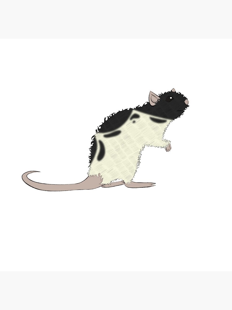 "Black hooded Rex rat" Poster for Sale by RatRancid | Redbubble