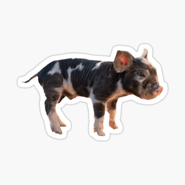 "Cutest Baby Pig" Sticker for Sale by CritterSticker | Redbubble