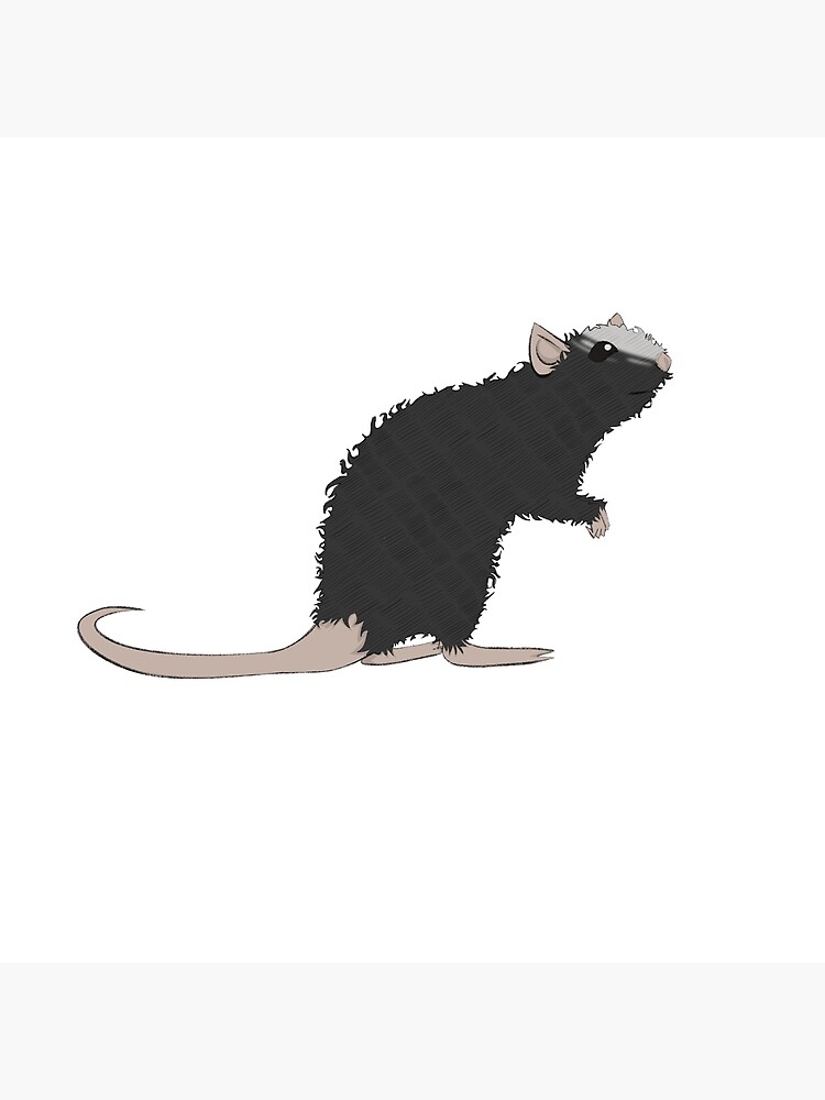 "Black Rex blazed rat" Poster for Sale by RatRancid | Redbubble