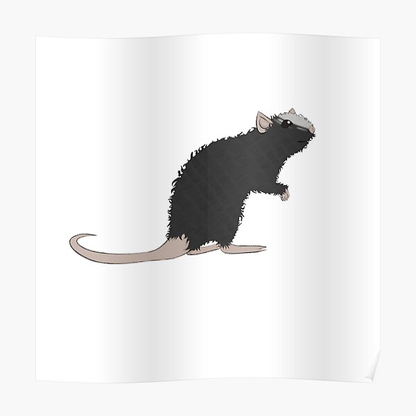 "Black Rex blazed rat" Poster for Sale by RatRancid | Redbubble
