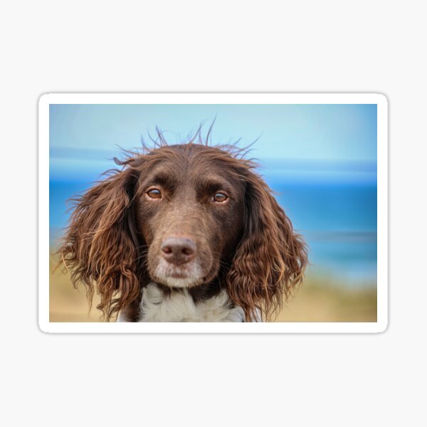 "BROWN DOG FACE" Sticker for Sale by BE-FOCUS | Redbubble