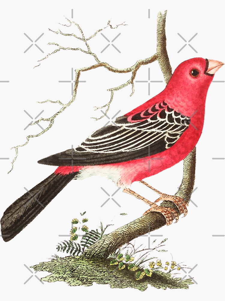 "Cute Cardinal Gift For Forest Camp Trip" Sticker for Sale by byrne-ma ...