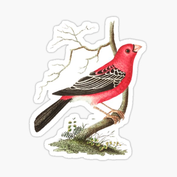 "Cute Cardinal Gift For Forest Camp Trip" Sticker for Sale by byrne-ma ...