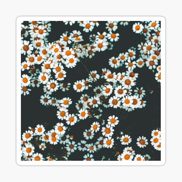 "Daisy Daisies Floral" Sticker for Sale by mwagie | Redbubble