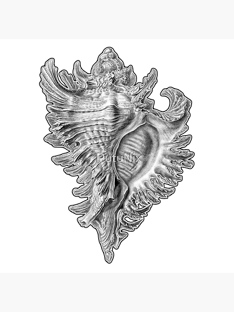 "Impressive Shell - by Ernst Haeckel, 1904" Poster for Sale by PutuNix ...