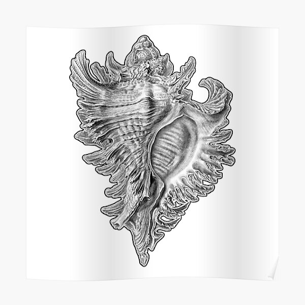 "Impressive Shell - by Ernst Haeckel, 1904" Poster for Sale by PutuNix ...