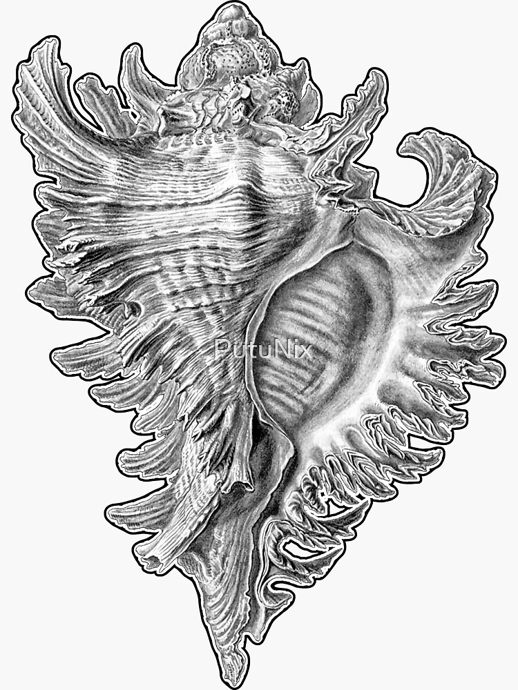 "Impressive Shell - by Ernst Haeckel, 1904" Sticker for Sale by PutuNix ...